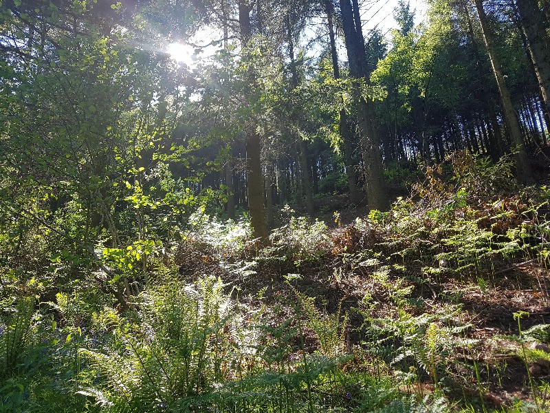 Triscombe Mountain Bike Trails | Photo 92051