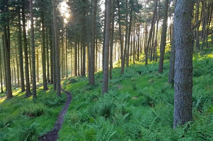 Ballo Woods Mountain Bike Trails - Abernyte | More Dirt